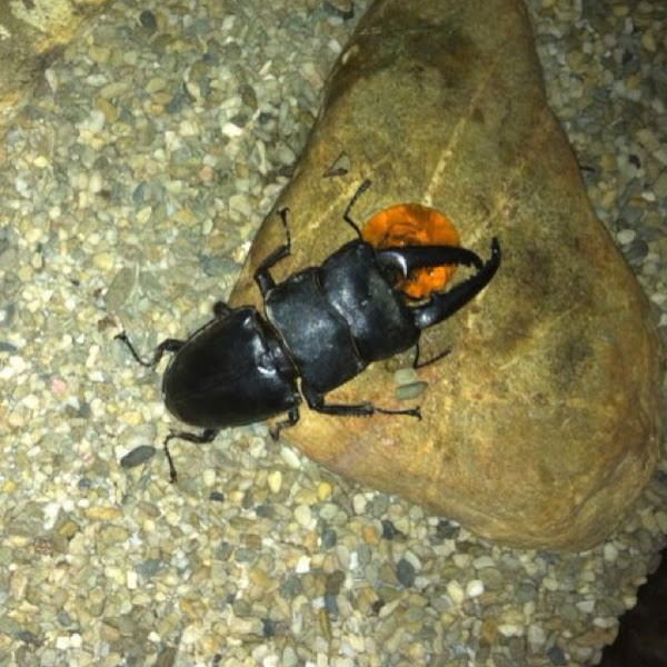 Palawan stag beetle | Project Noah