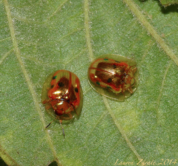 Tortoise Shell Beetle | Project Noah