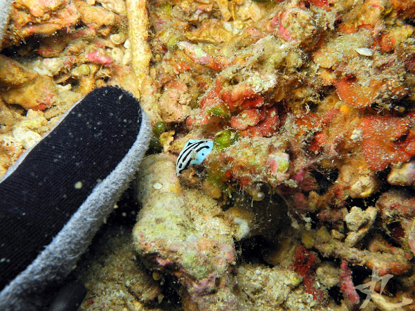 Blue Sphinx Nudibranch | Project Noah