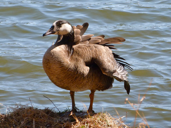 Canada Embden hybrid goose | Project Noah