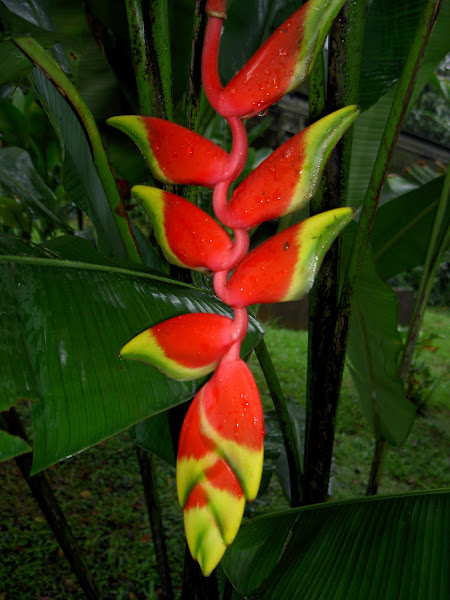 Heliconia pendula | Project Noah