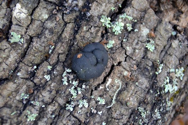 Coal fungus | Project Noah