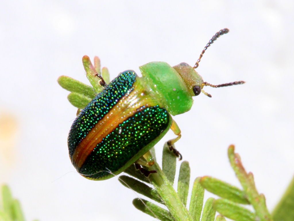 Acacia leaf beetle | Project Noah