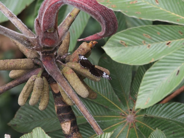 Cecropias or Trumpet Tree | Project Noah