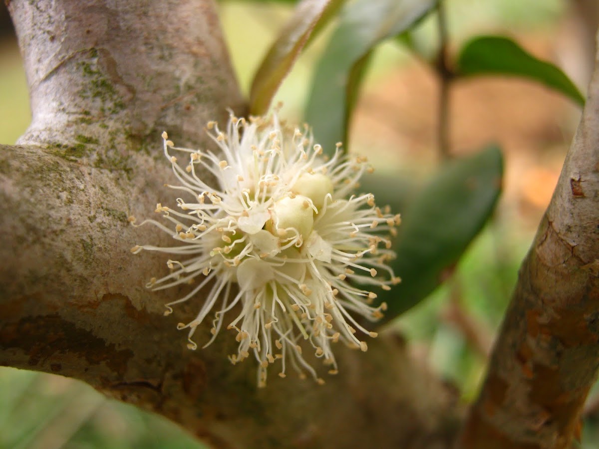 Flower of Brazilian Grape Tree, Jaboticaba | Project Noah