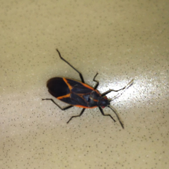 Eastern Boxelder Bug | Project Noah