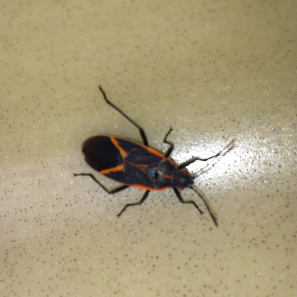 Eastern Boxelder Bug | Project Noah