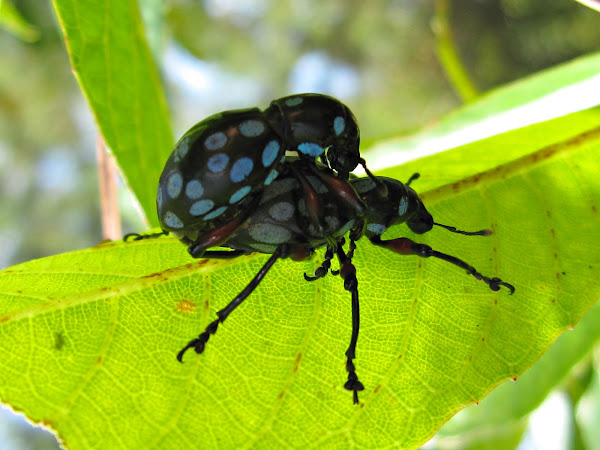 Polka Dot Weevil Beetle | Project Noah