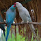 Blue Indian Ringneck Parrot Mutations | Project Noah