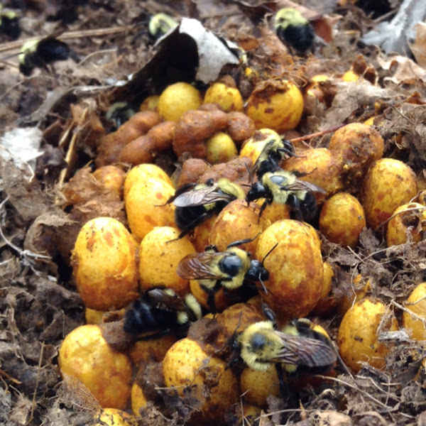 Spotting | Project Noah