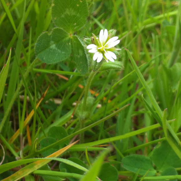 Common Mouse-ear | Project Noah