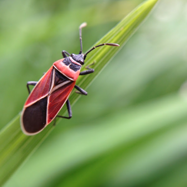 White crossed seed bug | Project Noah