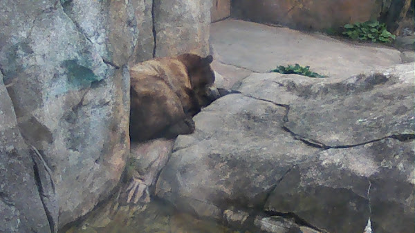 grizzly bear | Project Noah