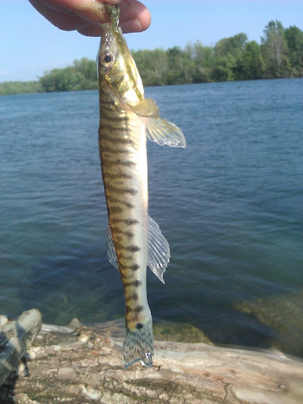 Logperch Darter | Project Noah