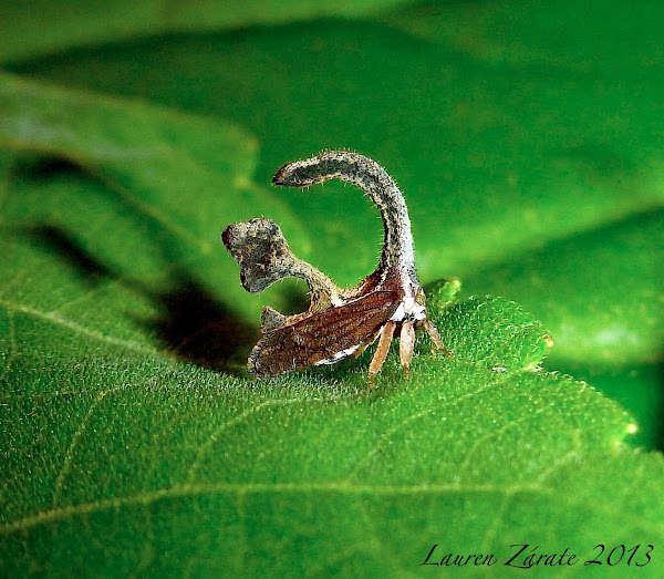Treehopper | Project Noah