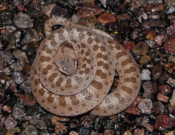 Nightsnake | Project Noah
