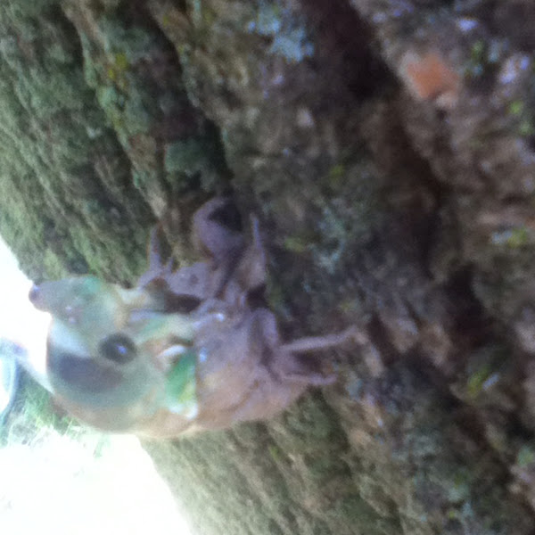 Secaida | Project Noah