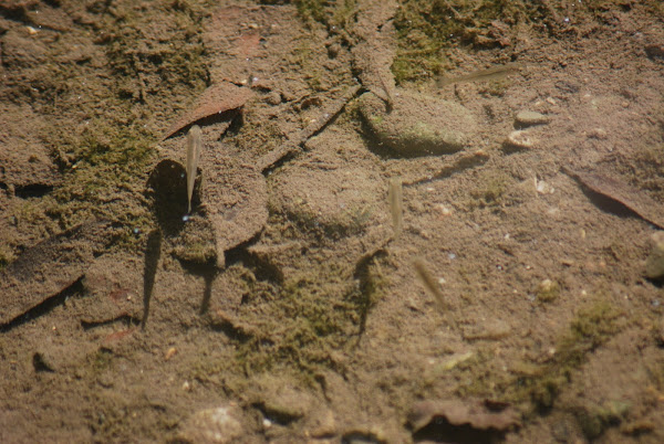 minnow? baby fish? | Project Noah