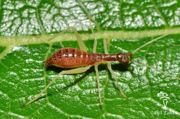 Two-Spotted Tree Cricket Nymph | Project Noah