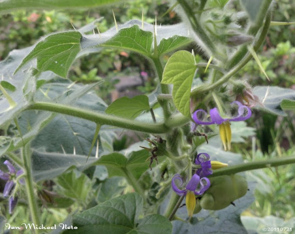 Nipple Fruit | Project Noah