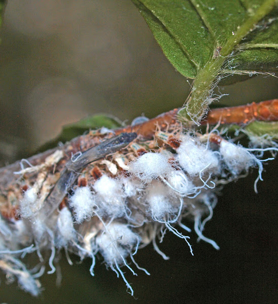 Beech Blight Aphids | Project Noah