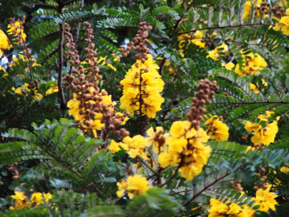 पीला गुलमोहर Yellow Flame Tree | Project Noah