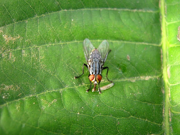 House Fly | Project Noah