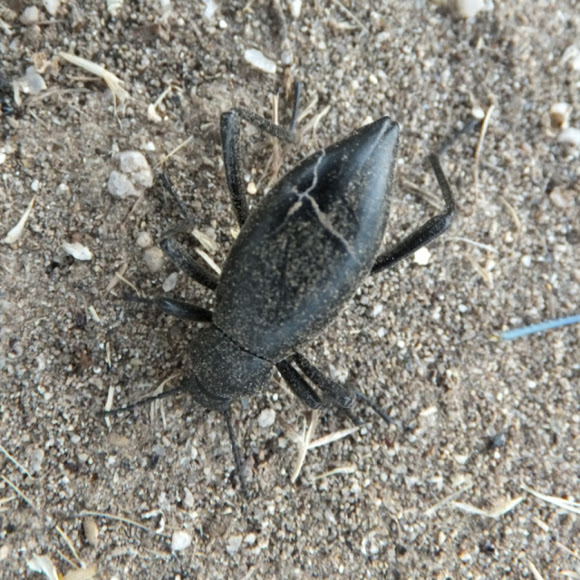 Desert stink beetle | Project Noah