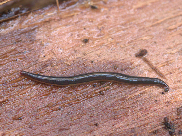 Terrestrial flatworm | Project Noah