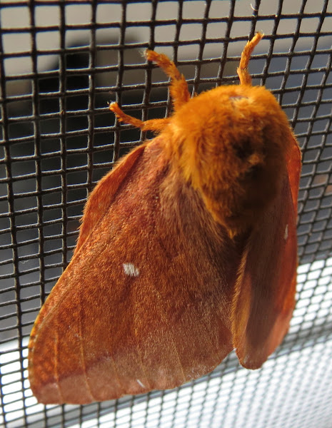 Pink striped oakworm moth | Project Noah