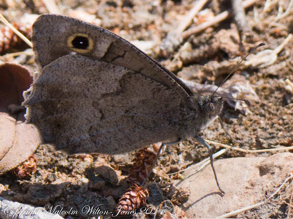 Tree Grayling | Project Noah