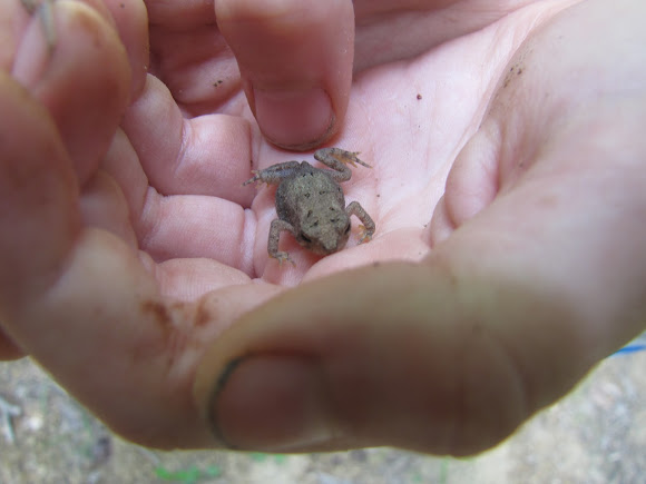 Fowler's Toad (baby) | Project Noah
