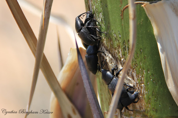 Yucca Weevil (Mating) | Project Noah