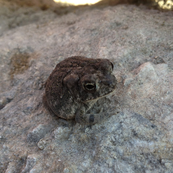 Southern Toad | Project Noah