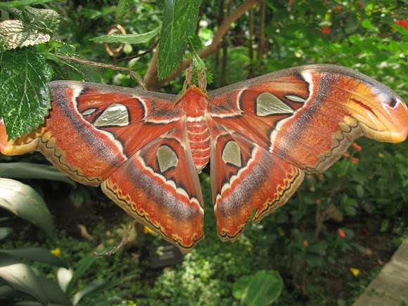 Atlas Moth - female | Project Noah