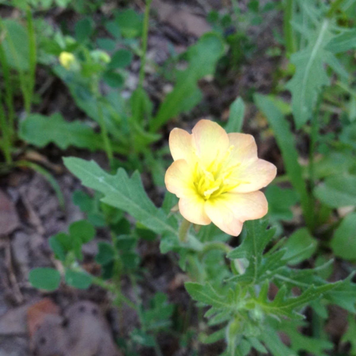 Cutleaf Evening Primrose | Project Noah