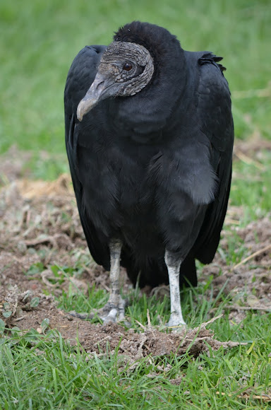 American Black Vulture | Project Noah