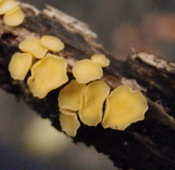 Yellow Disco | Project Noah