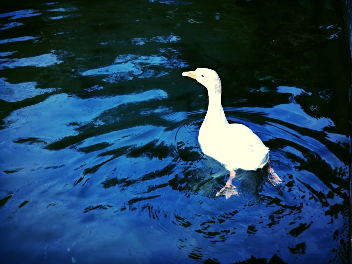 Domestic Goose hybrid | Project Noah