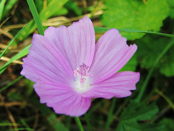 Musk Mallow | Project Noah