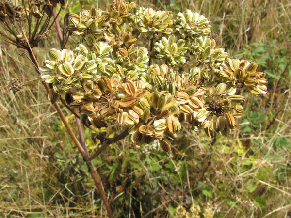 Common Cow Parsnip | Project Noah