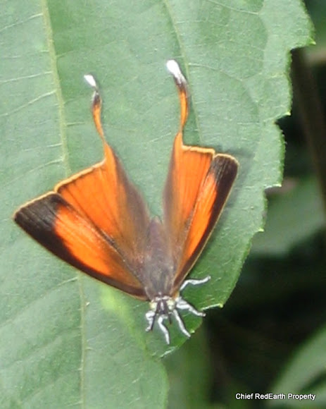 Yamfly | Project Noah