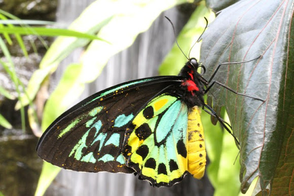 Goliath Birdwing Butterfly (male) | Project Noah