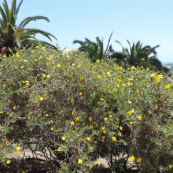 Island Bush Poppy | Project Noah