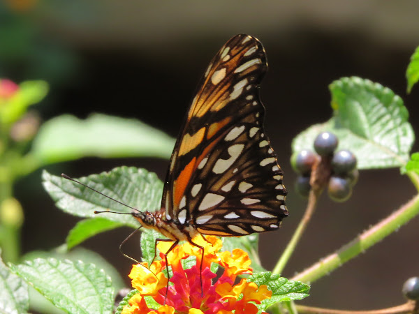 Juno Longwing | Project Noah