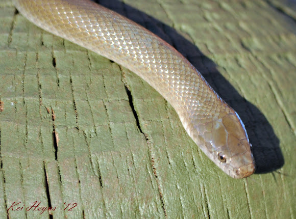 Olive House Snake | Project Noah