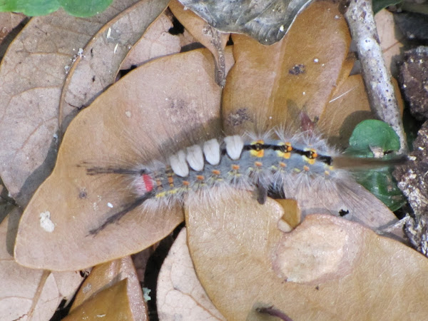 Live oak tussock moth larva | Project Noah
