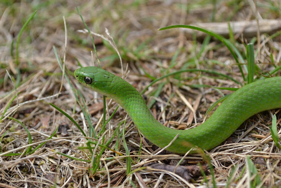 Smooth Green Snake | Project Noah