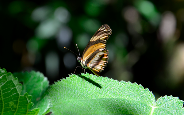 Longwing crescent | Project Noah