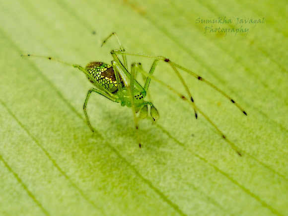 Long Jawed spider | Project Noah